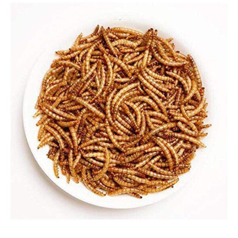Buy Amezy Appetizing Mealworms 22lbs-100% Non-GMO Dried Mealworms ...